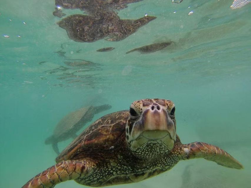 Oahu: Custom Private Island Tour of O'ahu - The Sum Up