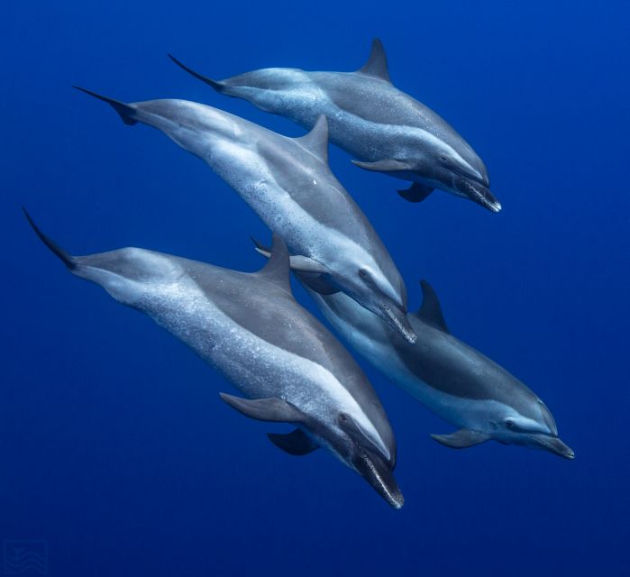 Oahu: Dolphin Swim and Turtle Snorkel Excursion in Waianae - Oahu: Dolphin Swim and Turtle Snorkel Excursion in Waianae