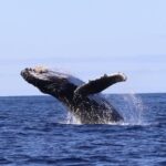 Oahu: Dolphin Swim and Turtle Snorkel Excursion in Waianae - The Experience: What to Expect on the Tour