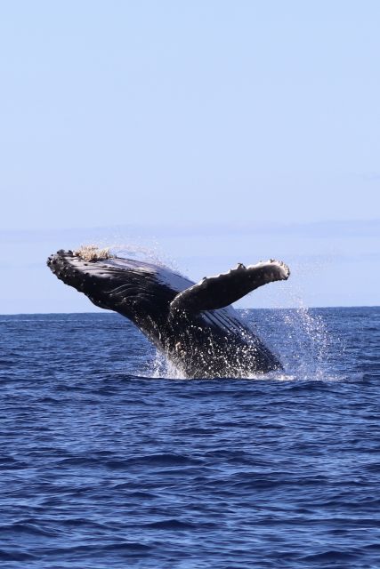 Oahu: Dolphin Swim and Turtle Snorkel Excursion in Waianae - The Experience: What to Expect on the Tour