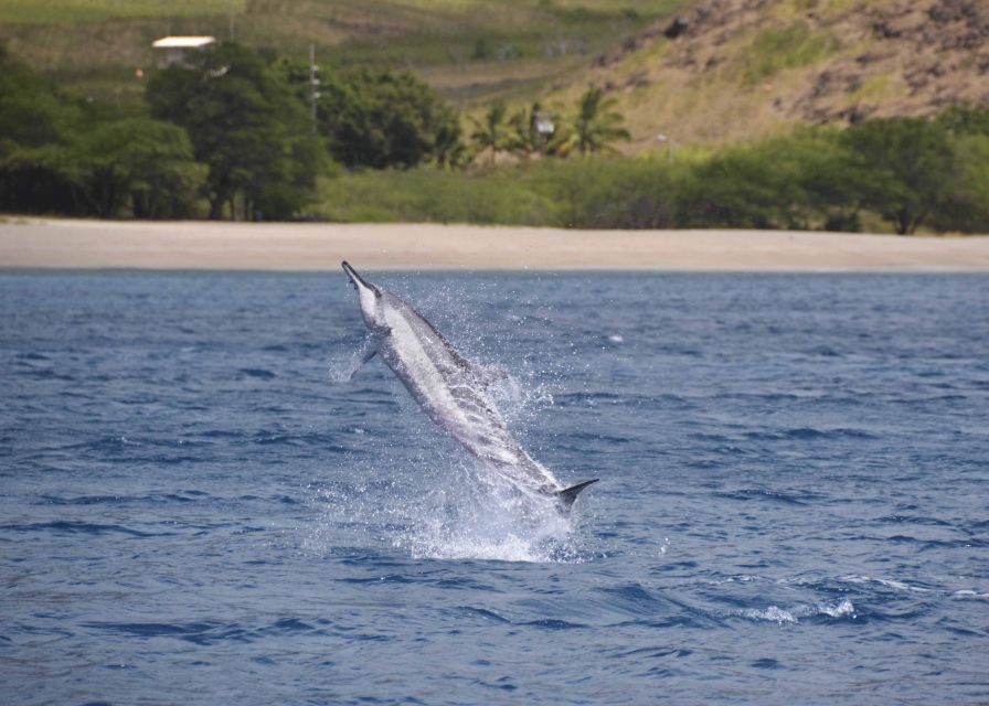 Oahu: Dolphin Swim and Turtle Snorkel Excursion in Waianae - The Value: Is It Worth the Price?