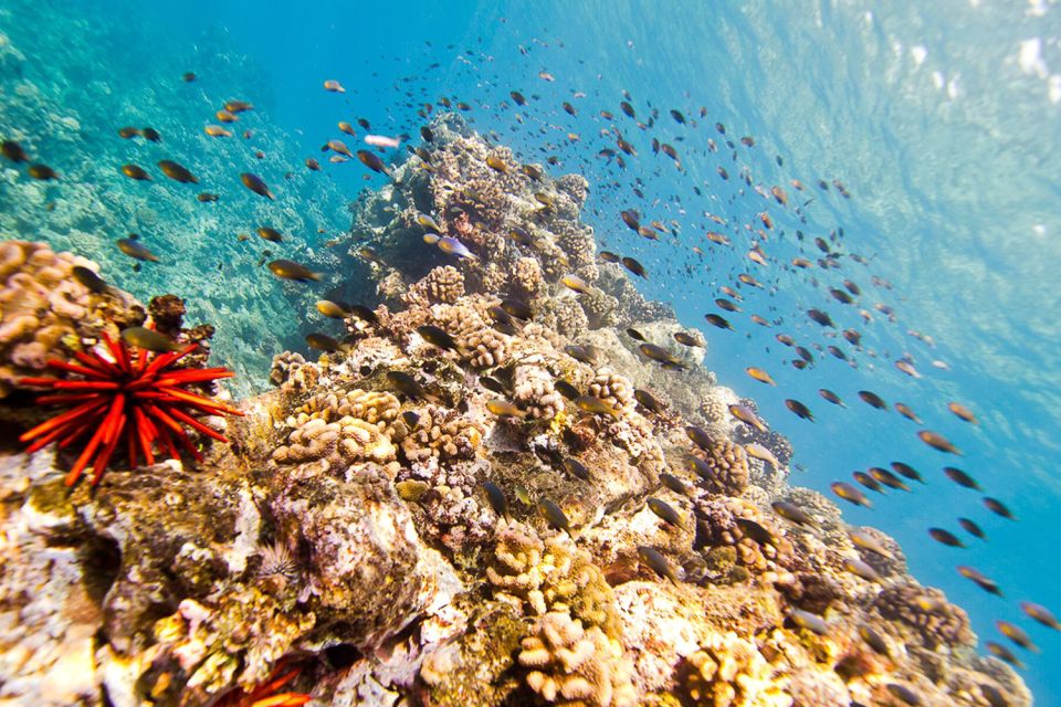 Oahu: Dolphin Swim and Turtle Snorkel Excursion in Waianae - Why It’s a Great Choice