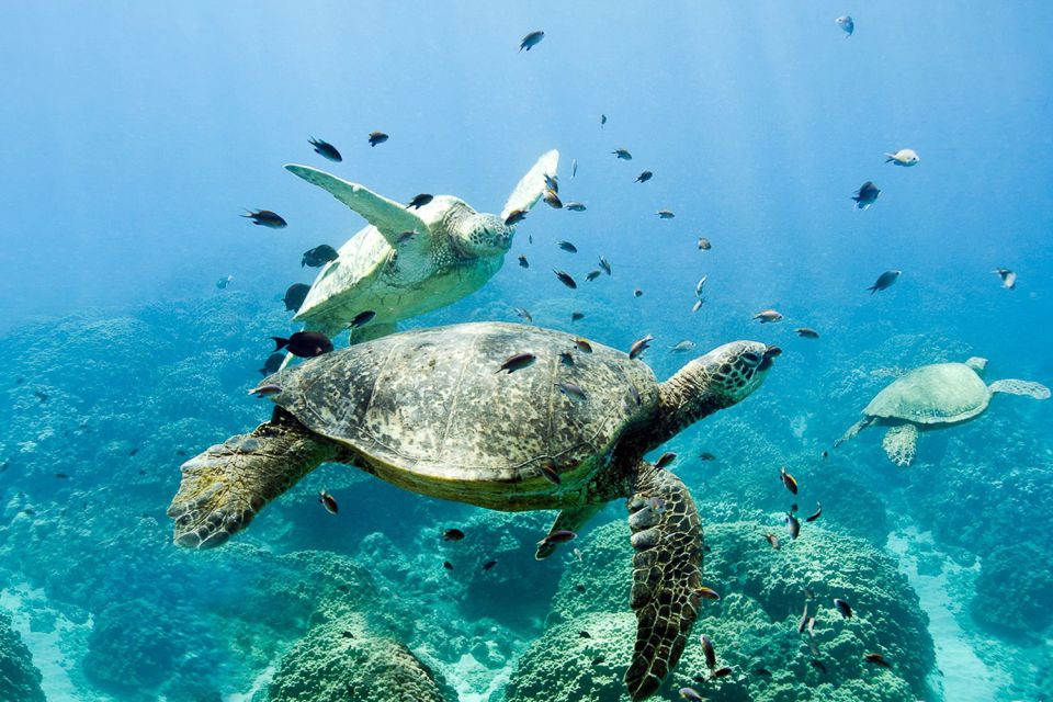 Oahu: Dolphin Swim and Turtle Snorkel Excursion in Waianae - Final Thoughts