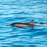 Oahu Dolphin Watch, Turtle Snorkel, Waterslide Activities - Dolphin Watching: A Natural Wonder