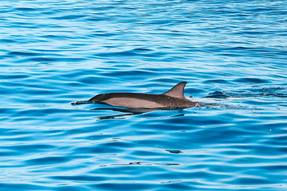 Oahu Dolphin Watch, Turtle Snorkel, Waterslide Activities - Dolphin Watching: A Natural Wonder