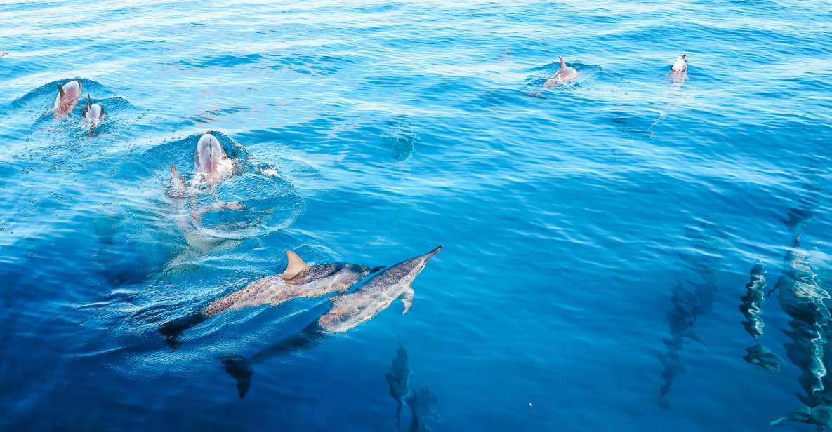 Oahu Dolphin Watch, Turtle Snorkel, Waterslide Activities - Snorkeling with Green Sea Turtles and Tropical Fish