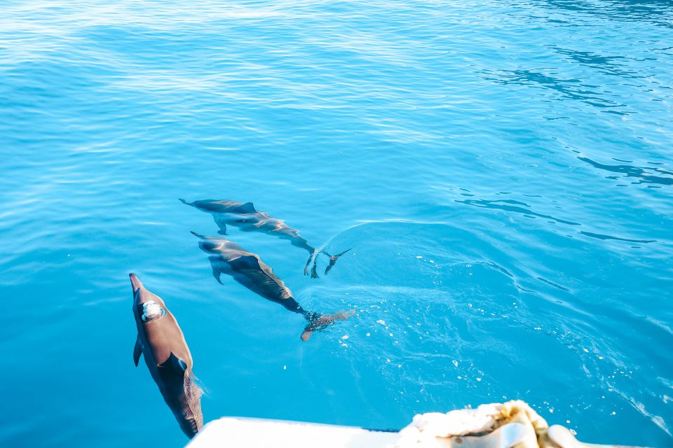 Oahu Dolphin Watch, Turtle Snorkel, Waterslide Activities - Practical Details and Considerations