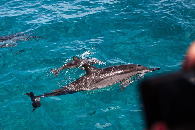 Oahu Dolphin Watch with Turtle Snorkel & Water Slide - The Itinerary: What to Expect