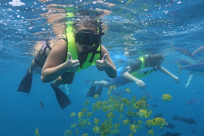 Oahu Dolphin Watch with Turtle Snorkel & Water Slide - The Practical Side: Logistics and Tips