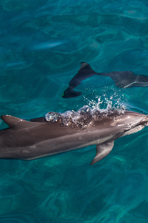 Oahu: Dolphin Watching & Turtle Snorkeling with Waterslide - Key Points