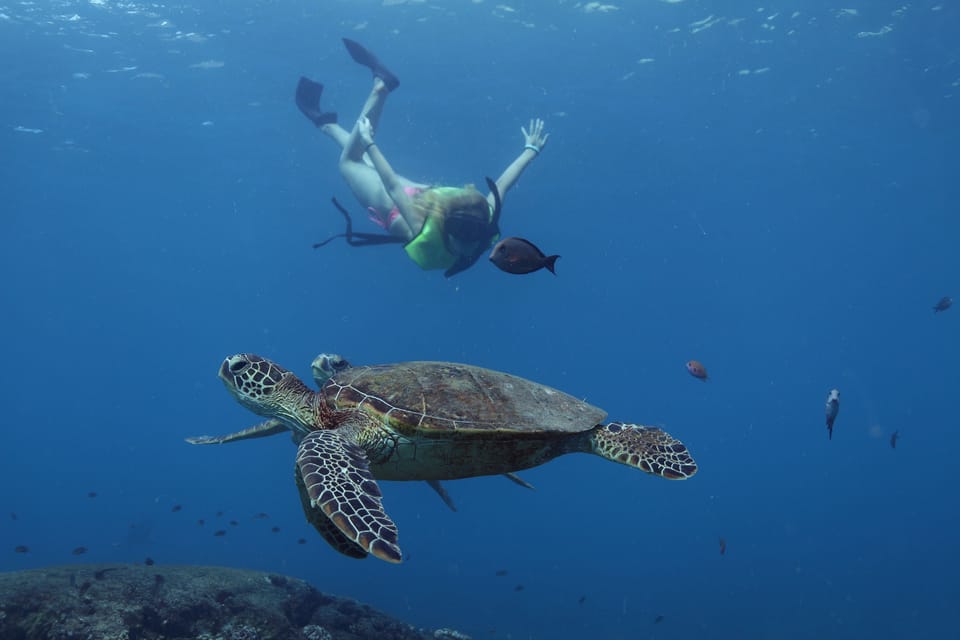 Oahu: Dolphin Watching & Turtle Snorkeling with Waterslide - Summary