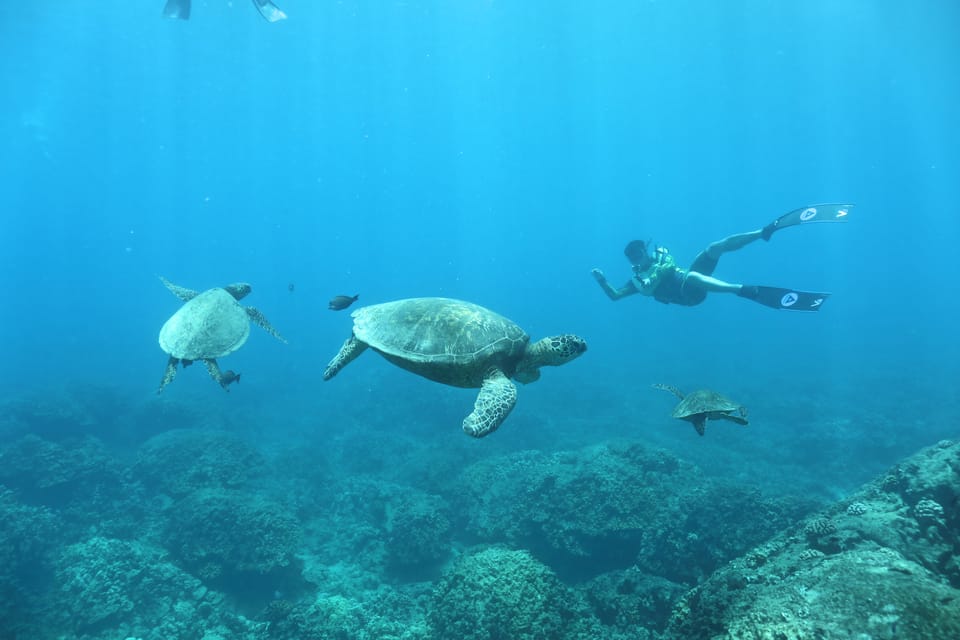 Oahu: Dolphin Watching & Turtle Snorkeling with Waterslide - Practical Tips for Future Travelers