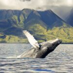 Oahu: Eco-Friendly West Coast Whale Watching Cruise - The Practical Details
