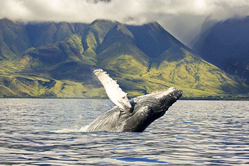 Oahu: Eco-Friendly West Coast Whale Watching Cruise - The Practical Details