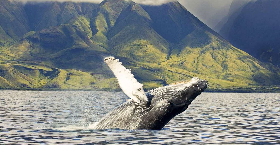 Oahu: Eco-Friendly West Coast Whale Watching Cruise - Why You Should Consider This Tour