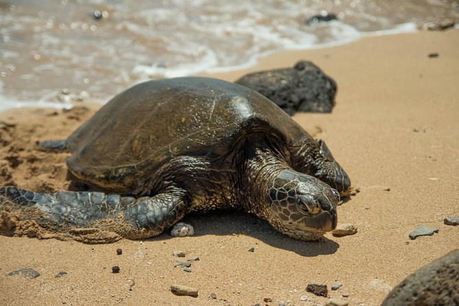 Oahu Full Day Tour with Scenic Stops and Local Foods - Transportation and Group Dynamics