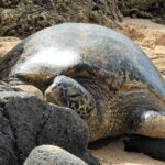 Oahu Fun Circle Island Tour With Pickup - Why Travelers Love This Tour