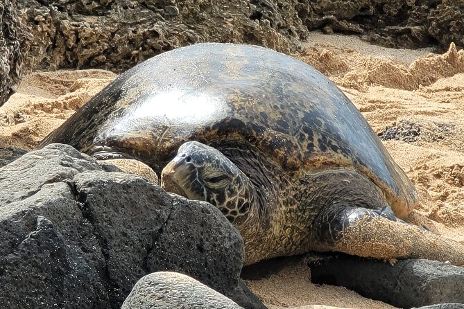 Oahu Fun Circle Island Tour With Pickup - Why Travelers Love This Tour