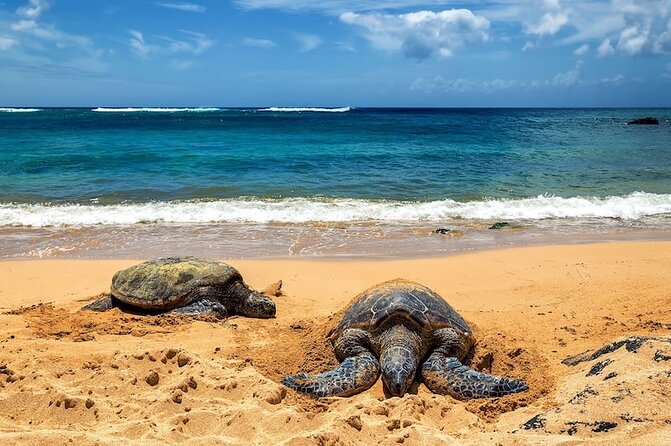 OAHU GRAND CIRCLE Waimea Waterfall, Turtle Beach, North Shore. - Key Points