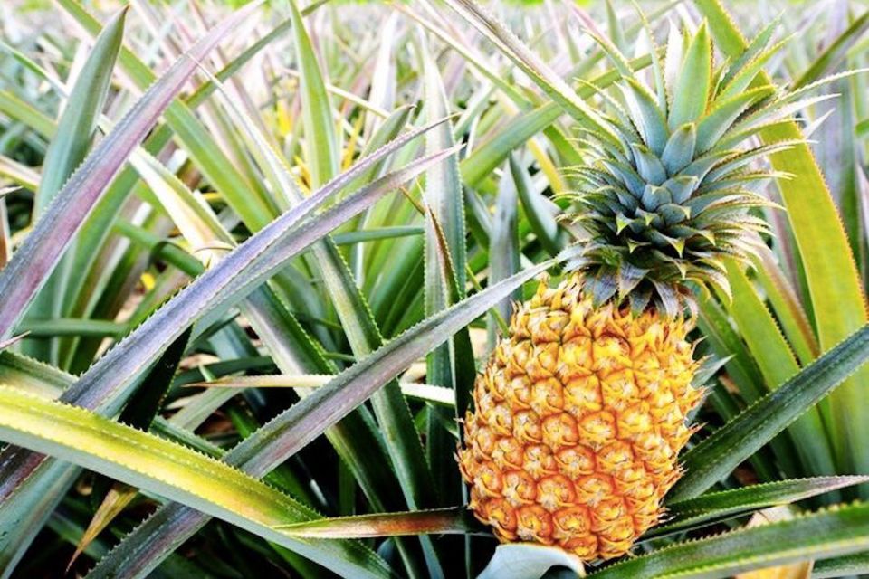 Oahu: Guided Tour of North Shore and Waimea Botanical Garden - Authentic Insights from Reviewers