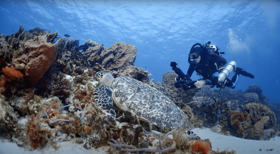 Oahu : Hanauma Bay Reservation+Equipment Rental - What We Love About This Experience