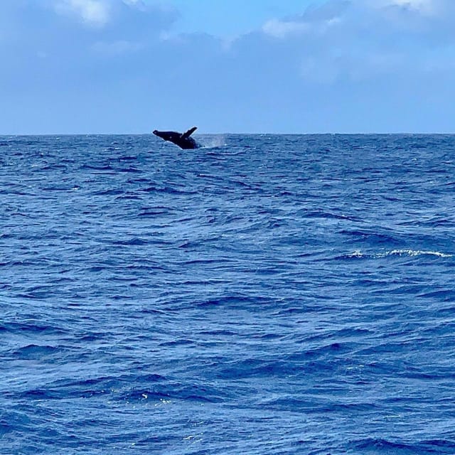 Oahu Hawaii: Honolulu Sailing Tour - FAQ
