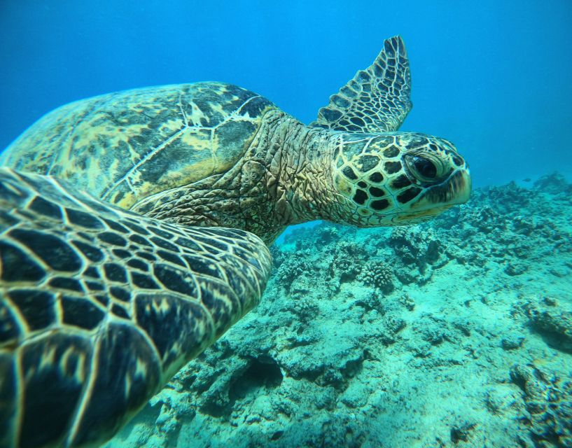 Oahu: Honolulu Turtle Canyon Snorkeling Tour - Introduction