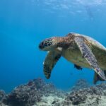 Oahu: Honolulu Turtle Canyon Snorkeling Tour - What to Expect from the Honolulu Turtle Canyon Snorkeling Tour