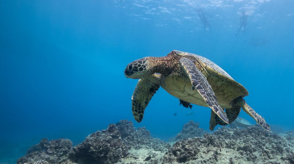 Oahu: Honolulu Turtle Canyon Snorkeling Tour - What to Expect from the Honolulu Turtle Canyon Snorkeling Tour
