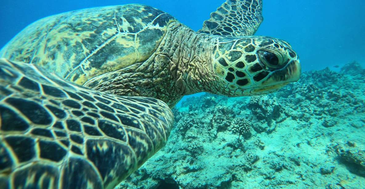 Oahu: Honolulu Turtle Canyon Snorkeling Tour - The Value of the Tour