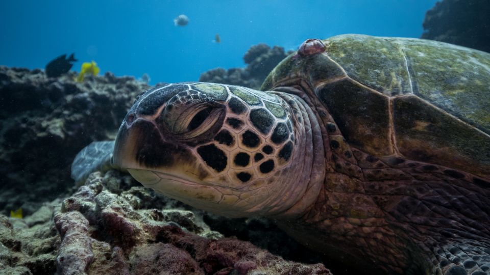 Oahu: Honolulu Turtle Canyon Snorkeling Tour - The Sum Up
