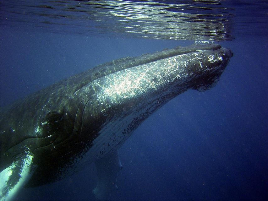 Oahu: Honolulu Whale Watching Cruise - An In-Depth Look at the Honolulu Whale Watching Cruise