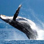 Oahu: Honolulu Whale Watching Cruise - Final Thoughts