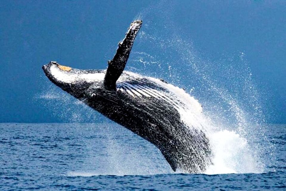 Oahu: Honolulu Whale Watching Cruise - Final Thoughts