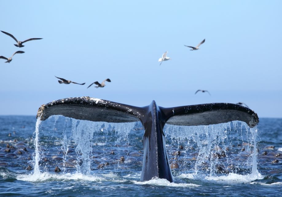Oahu: Honolulu Whale Watching Cruise - Frequently Asked Questions