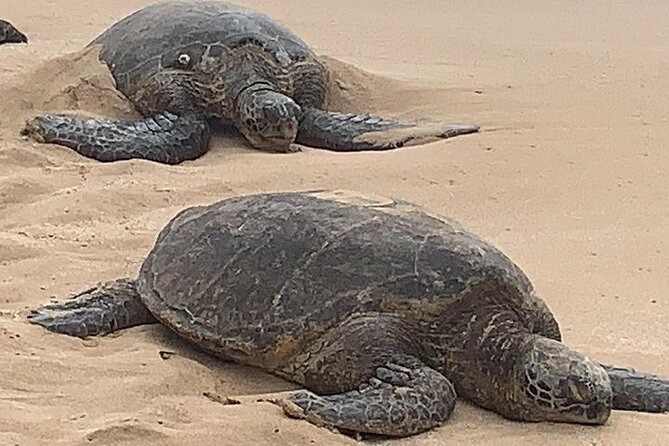 Oahu Island Highlights in Small Group | 30 Spots | ~10 Stops - Practical Details & Tips
