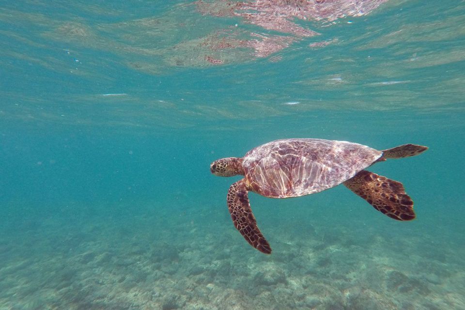Oahu: Kailua Guided Kayak Excursion with Lunch - Final thoughts: Is this tour right for you?