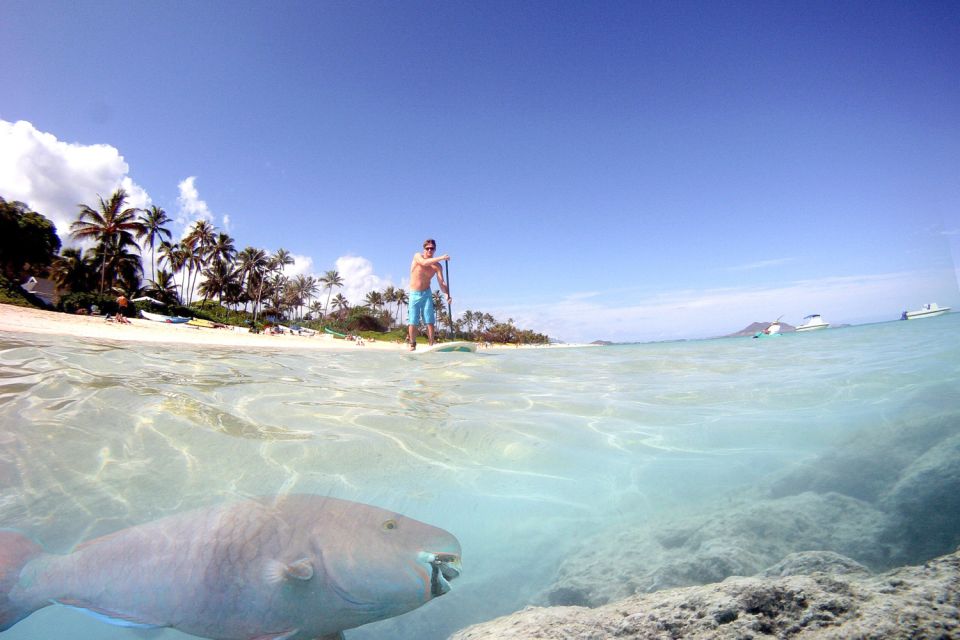 Oahu: Kailua Stand Up Paddle Board Lesson - The Value of This Experience