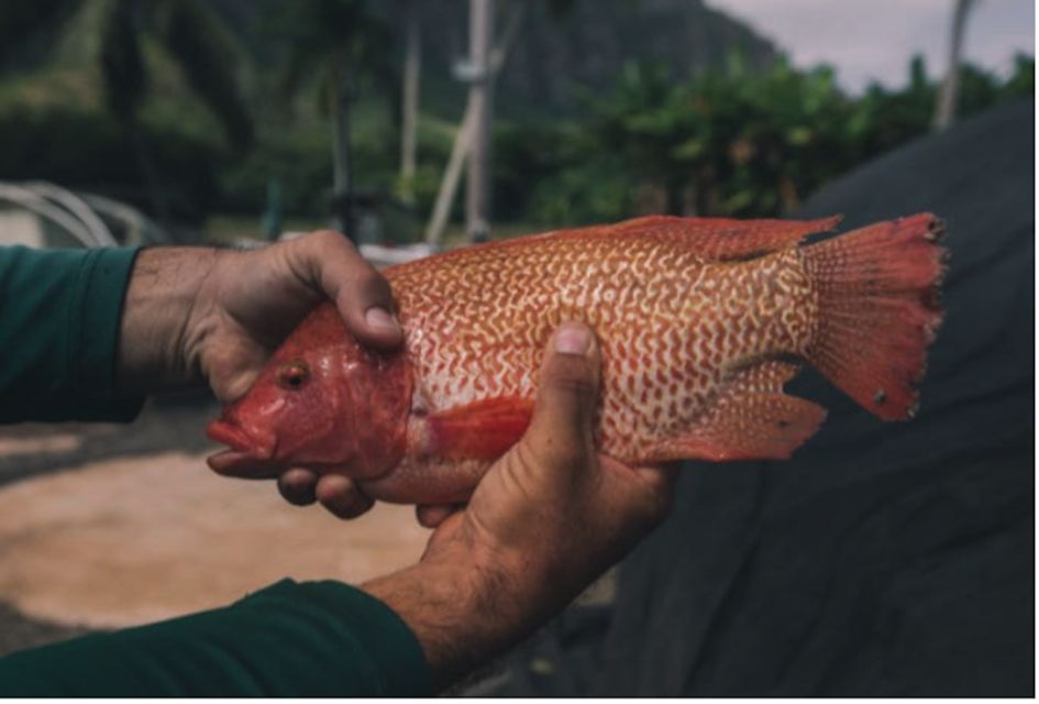 Oahu: Kualoa Movie Sites, Jungle, and Buffet Tour Package - Who Will Love This Tour?