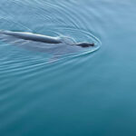 Oahu: Luxury Day Sailboat Charter - An In-Depth Look at the Oahu Luxury Day Sailboat Charter