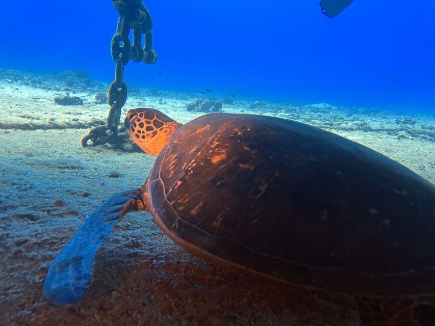 Oahu Night Dive: Adventure for Certified Divers - An In-Depth Look at the Oahu Night Dive Experience