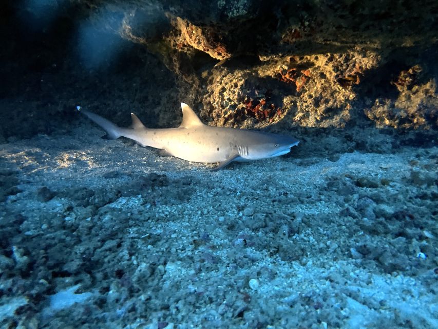 Oahu Night Dive: Adventure for Certified Divers - What Makes This Tour Stand Out?