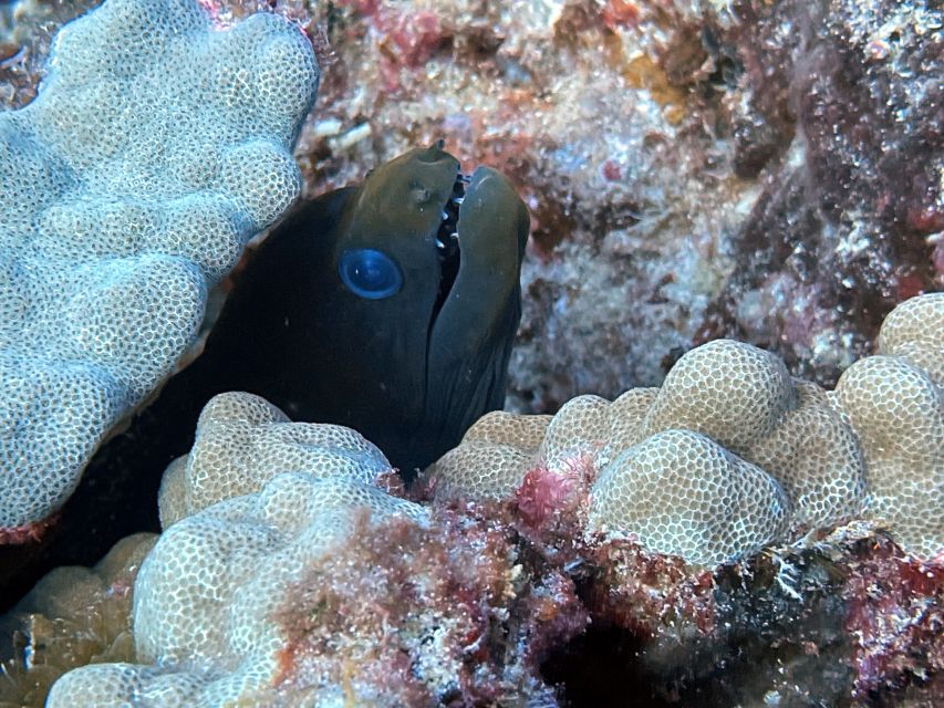 Oahu Night Dive: Adventure for Certified Divers - Who Should Consider This Experience?