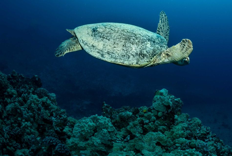 Oahu Night Dive: Adventure for Certified Divers - The Sum Up