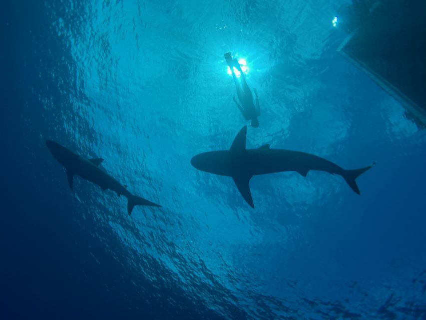 Oahu: North Shore Cageless Shark Snorkeling Tour - Key Points