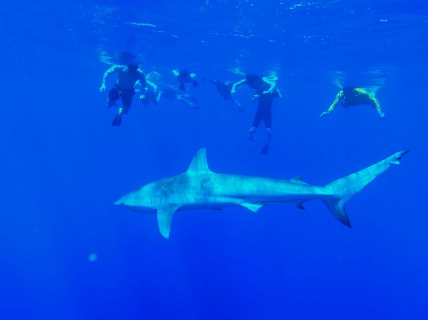 Oahu: North Shore Cageless Shark Snorkeling Tour - An In-Depth Look at the Tour Experience