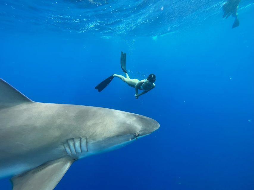 Oahu: North Shore Cageless Shark Snorkeling Tour - Practical Details and Value