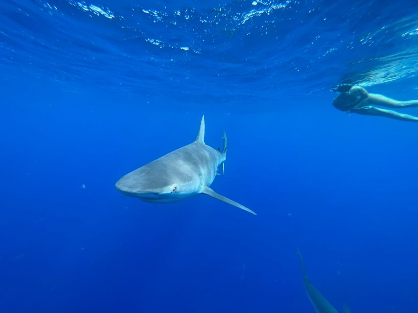 Oahu: North Shore Cageless Shark Snorkeling Tour - Authentic Experiences and Guest Insights