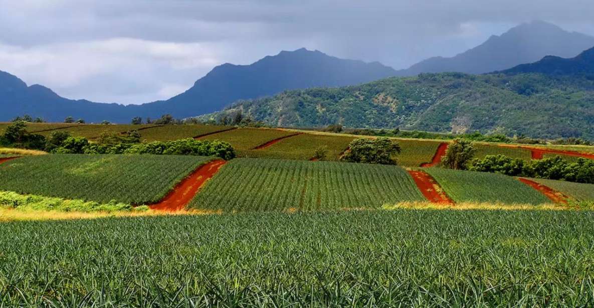 Oahu: North Shore Dole Pineapple Farm Tour - Transportation, Timing, and Group Size