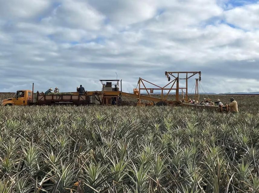 Oahu: North Shore Dole Pineapple Farm Tour - Who Would Enjoy This Tour?